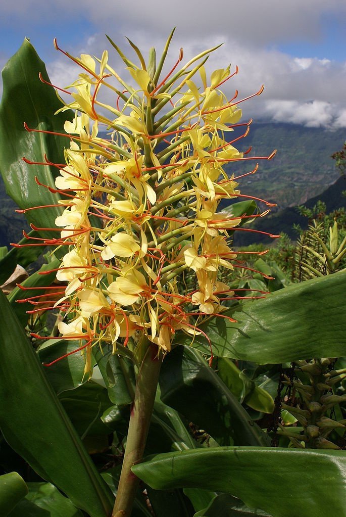 Hawaiian KAHILI Yellow Ginger Hedychium Gardnerianum Root - Seeds & Bulbs