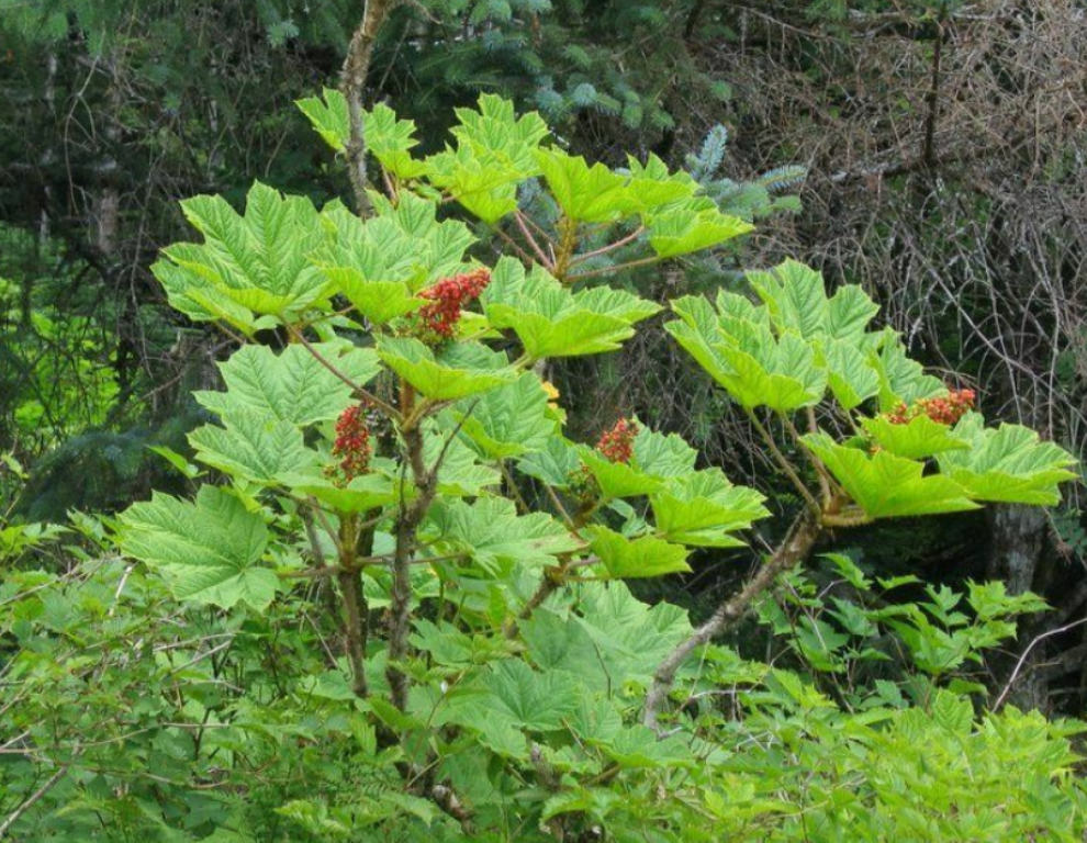 5 Pcs Seeds Devil's Club Oplopanax Horridus Very Exotic Tree- DL ...