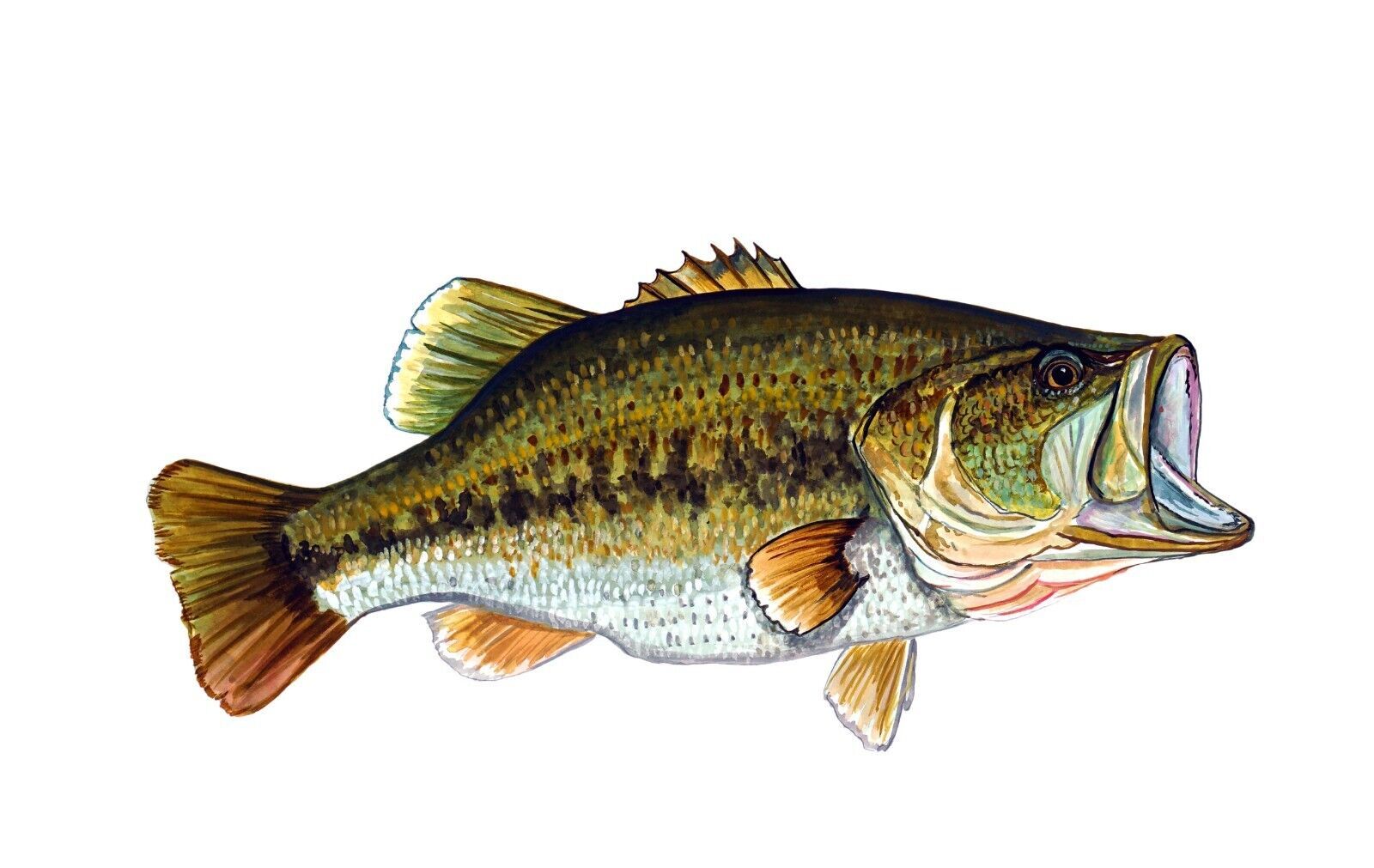 Largemouth Bass Fish Vinyl Decal Sticker Truck Boat Car Cooler Cup ...