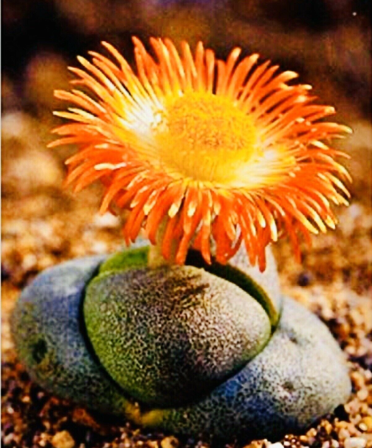 Lithops Rare Living Stones Plant Succulent Cactus Fresh 50 Viable Seeds ...