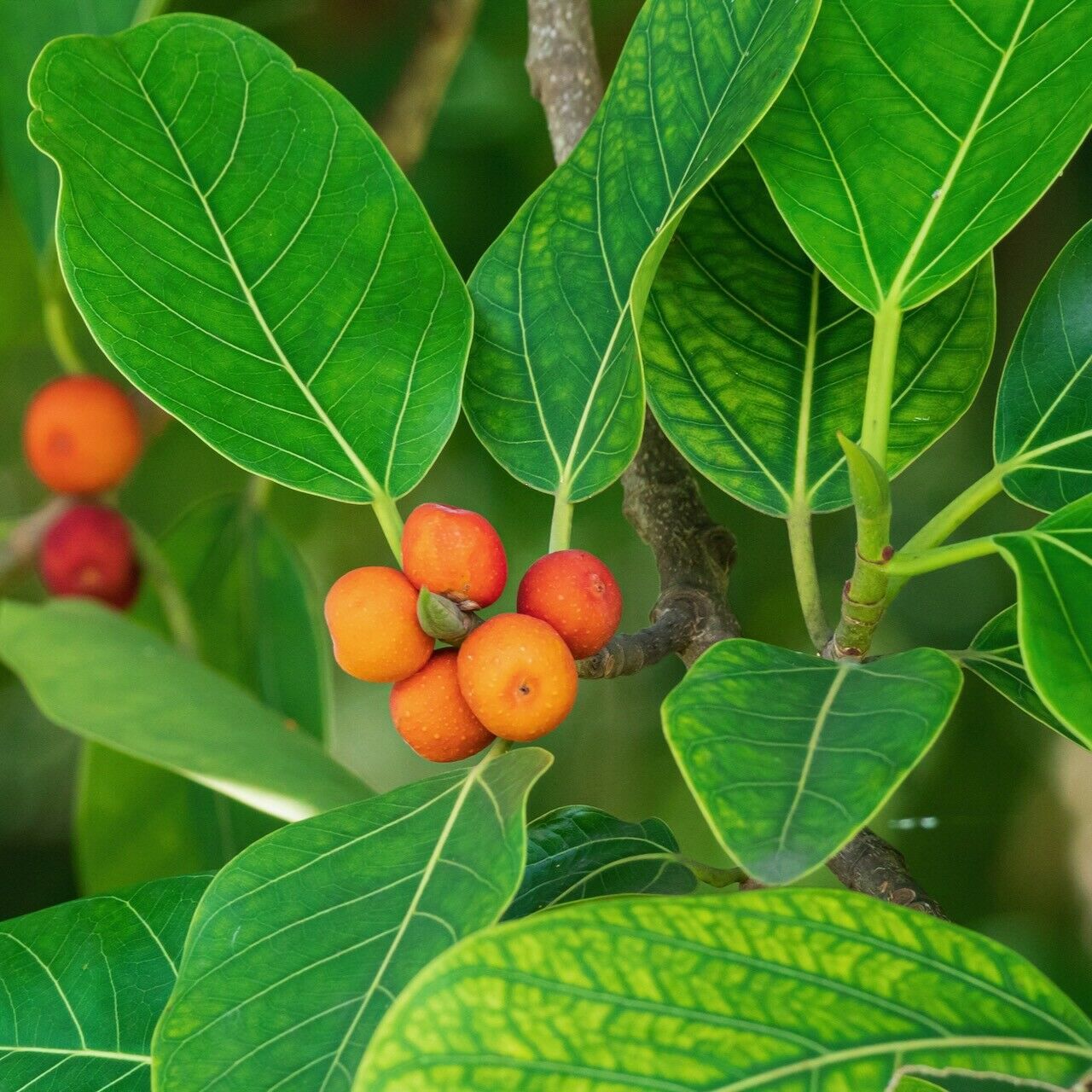Audrey Fig Banyan Tree - Ficus benghalensis - Live Plant - Plants ...