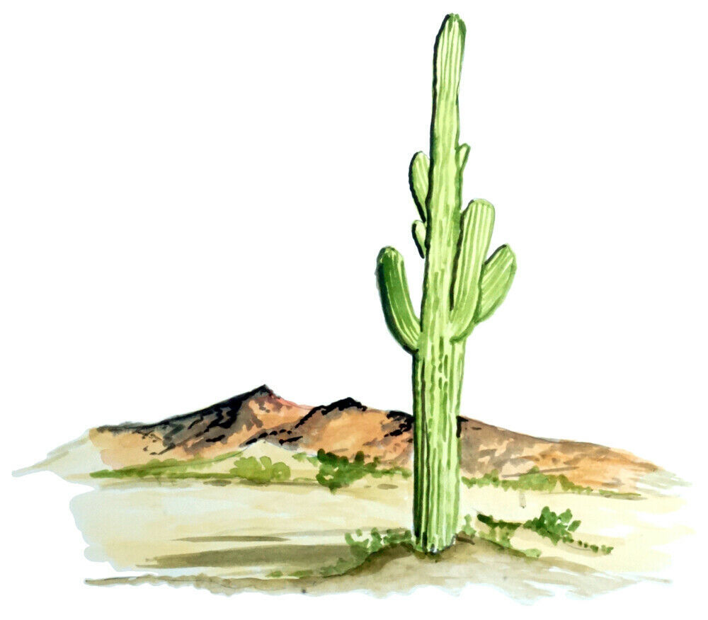 Cactus Printed Vinyl Decal Auto Truck SUV Car High Quality Sticker ...