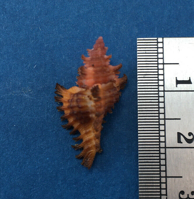 #16 22.7mm Chicoreus Strigatus Dived 20m Palawan Philippines Muricidae ...