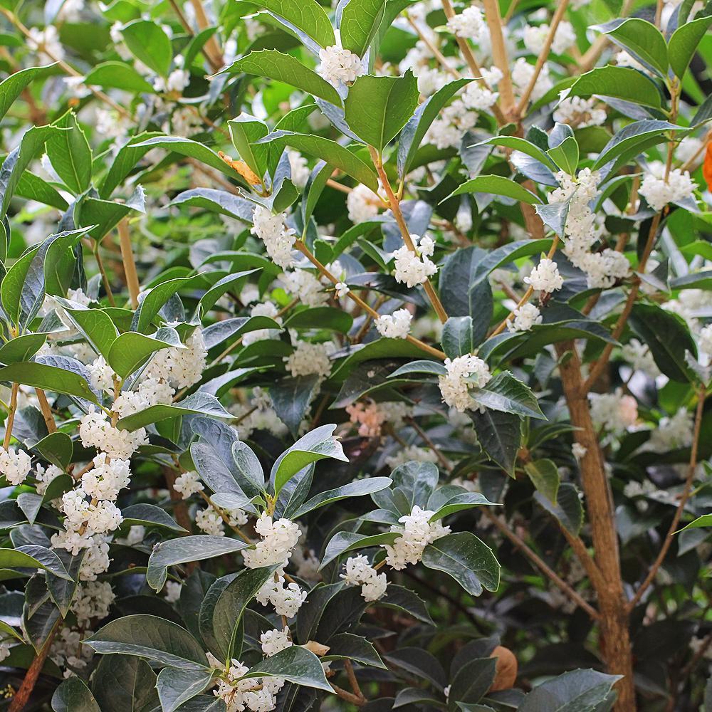 Osmanthus Fortunes Fragrant Tea Olive Trade Gallon Pot Live Plant ...