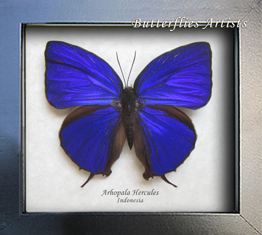 Purple Metallic Arhopala Hercules Real Butterfly Entomology Collectible ...