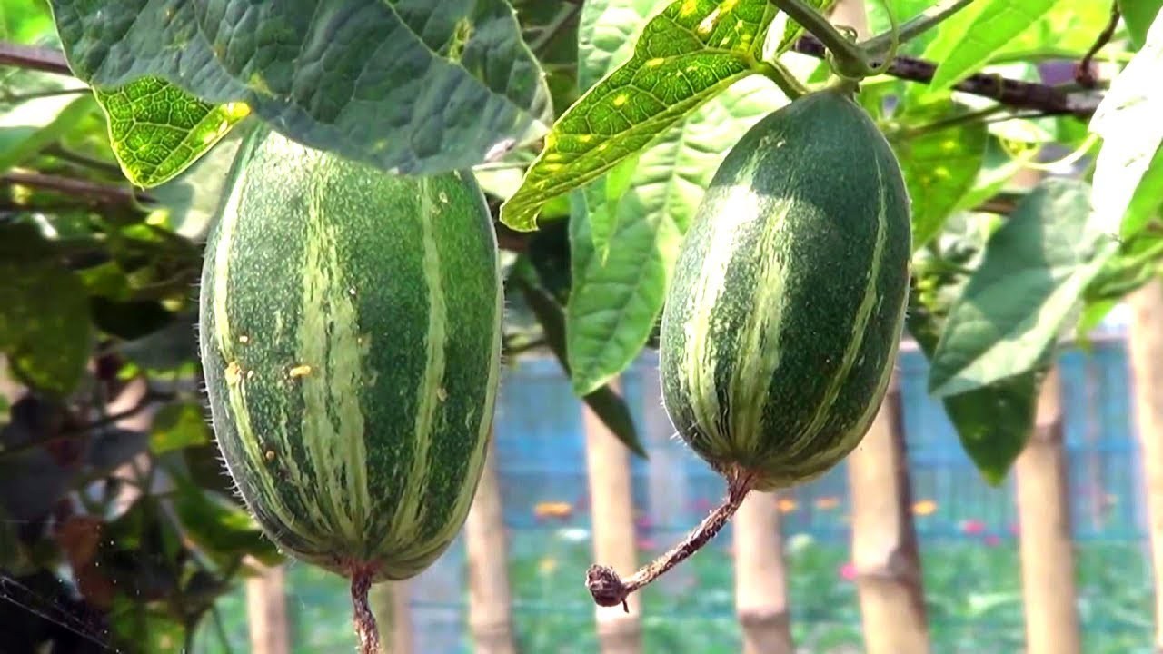 500 pcs Pointed gourd (Parwal) seeds - Vegetable Seeds