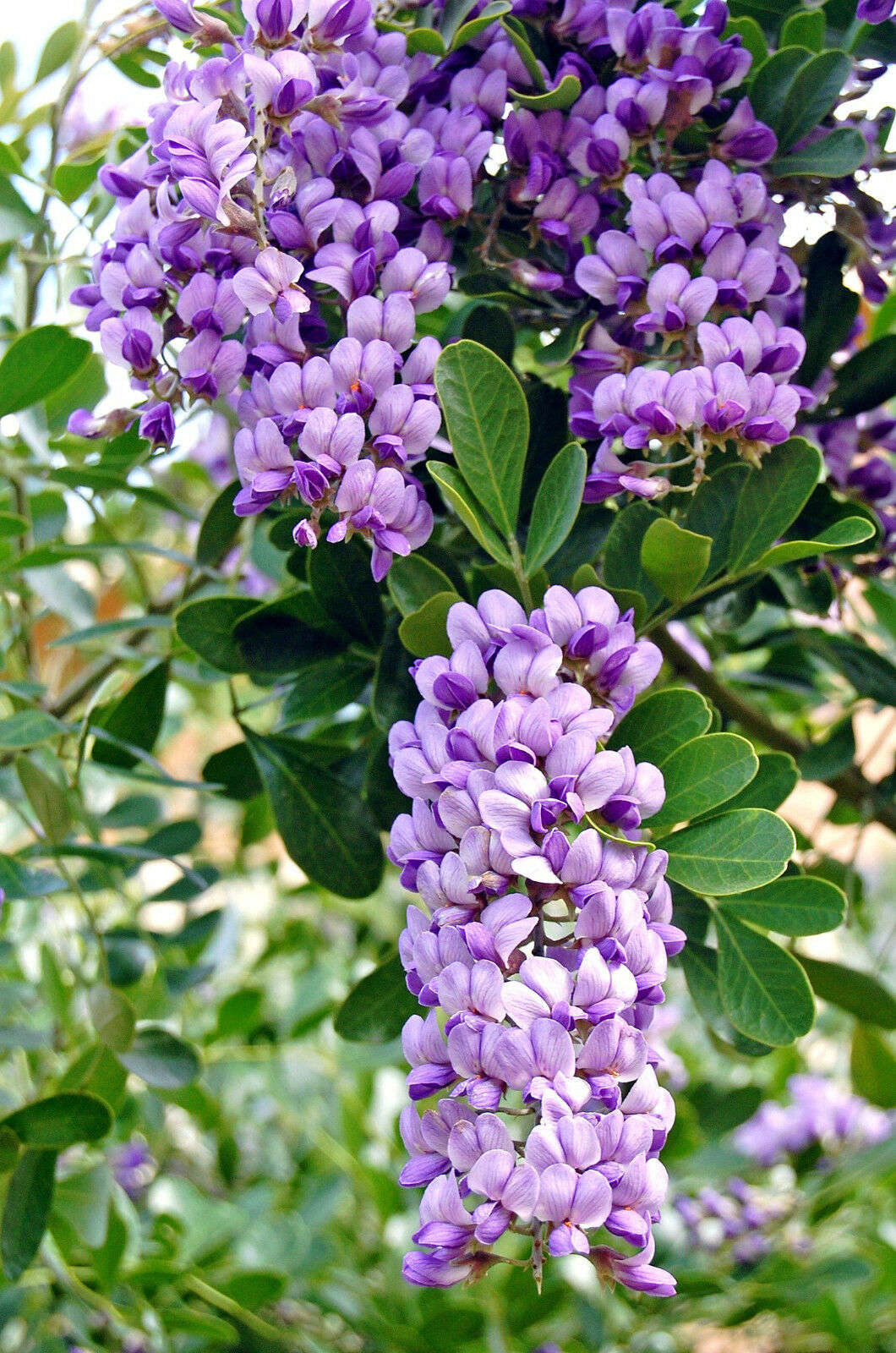 Mescal bean,Texas-Mountain-Laurel exotic Sophora secundiflora rare seed ...