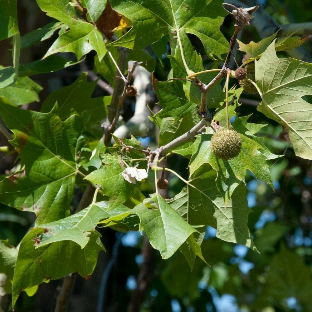 AMERICAN PLANETREE Platanus Occidentalis 20 Seeds MCS04 - Other Plants ...