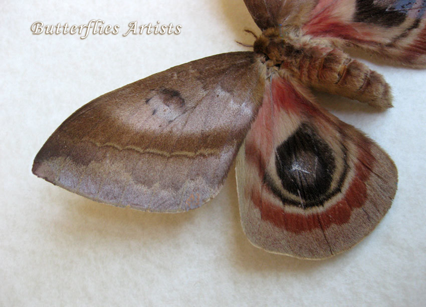 Automeris Janus Female Huge Real Saturn Moth Entomology Collectible ...