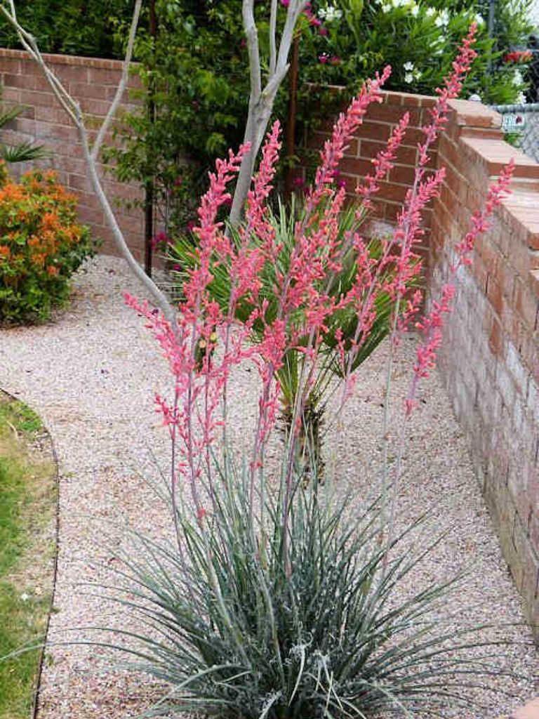 Live Red Yucca aka Hesperaloe parviflora Plant Fit 5 Gallon Pot ...