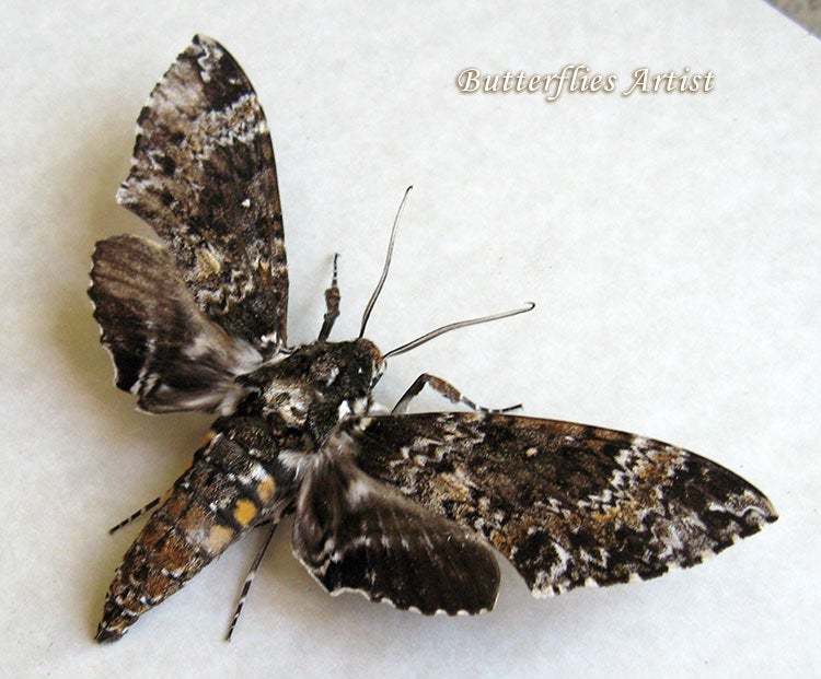 Tobacco Hornworm Manduca Rustica Real Moth Entomology Collectible ...