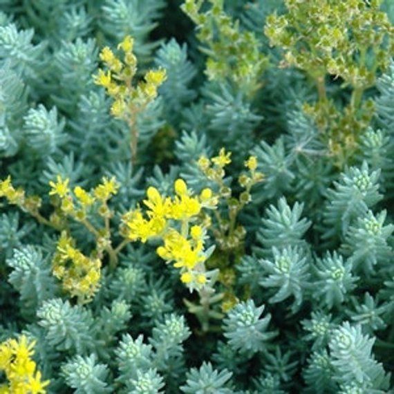 5 Sedum reflexum " Blue Spruce " - Ground Cover - Live Plant - Deer ...