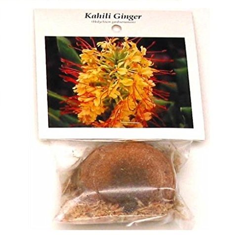 Hawaiian KAHILI Yellow Ginger Hedychium Gardnerianum Root - Seeds & Bulbs