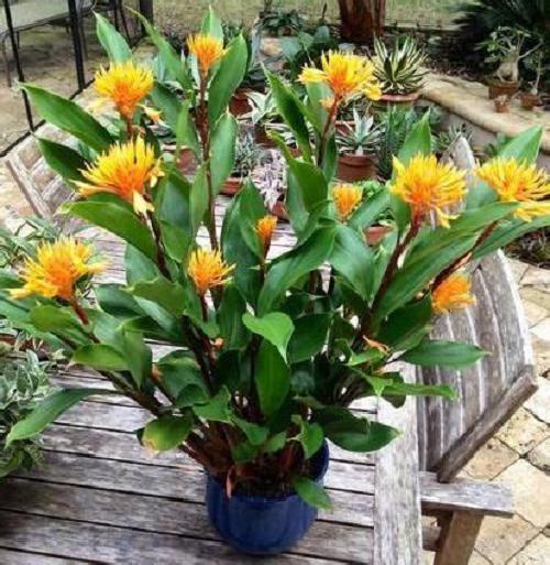 Golden Brush Dwarf Ginger Burbidgea Schizocheila Plant Garden ...