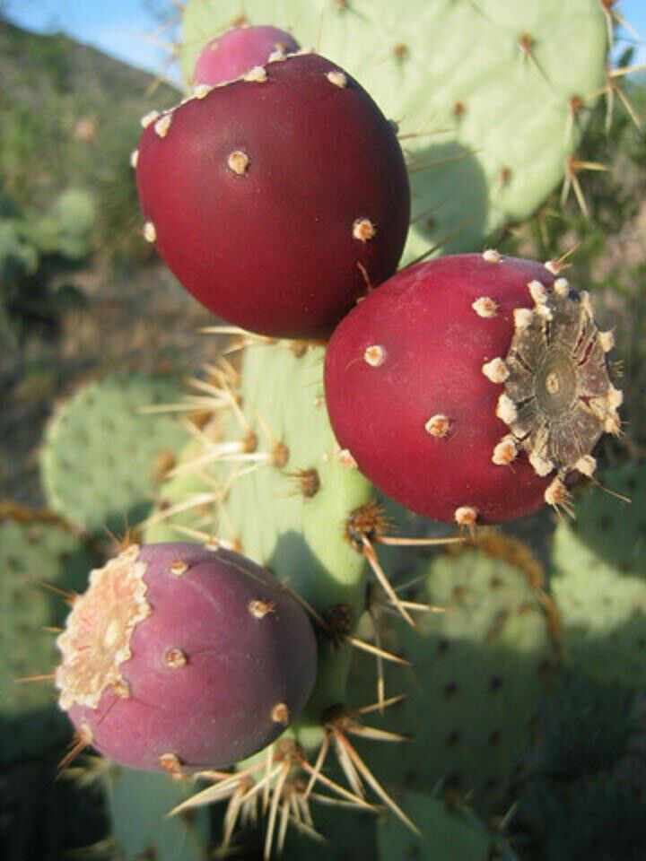 RARE NOPAL RED FRUIT nopalina nopalea edible cactus sweet juice seed 50 ...