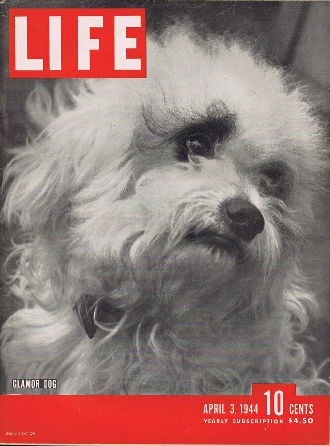 ORIGINAL Vintage Life Magazine April 3 1944 Glamor Dog - Magazines