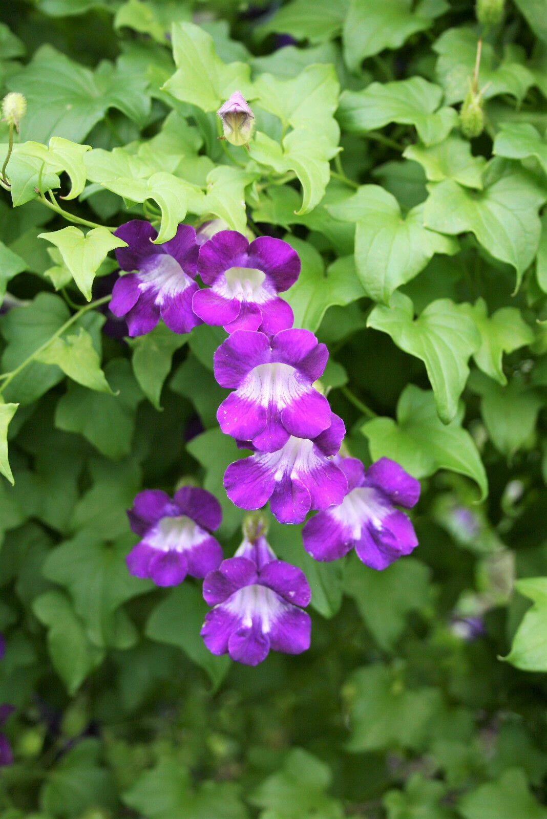 10 Pcs Mix Dragonsnap Vine Asarina Flower Seeds #MNSB - Seeds & Bulbs