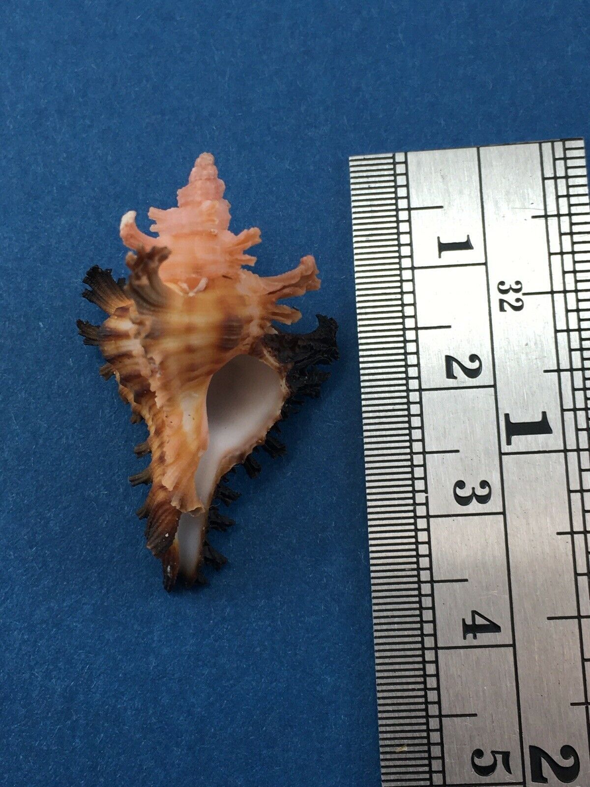 #14 33.9mm Chicoreus Brunneus Dived 20m Palawan Philippines Muricidae ...