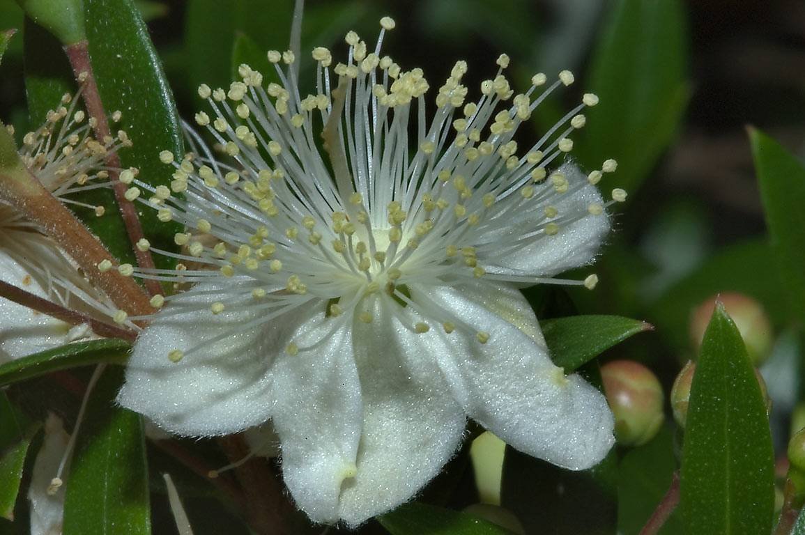 Greek Myrtle Seeds ~Myrtus communis~ Fragrant Flowers & Leaves ... Greek Myrtle Seeds ~Myrtus communis~ Fragrant Flowers & Leaves ...