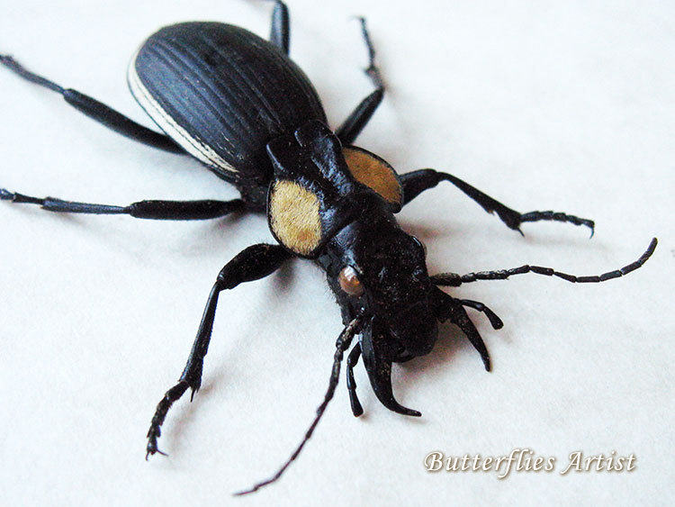 Real Two Spotted African Beetle Anthia Thoracica Framed Entomology ...