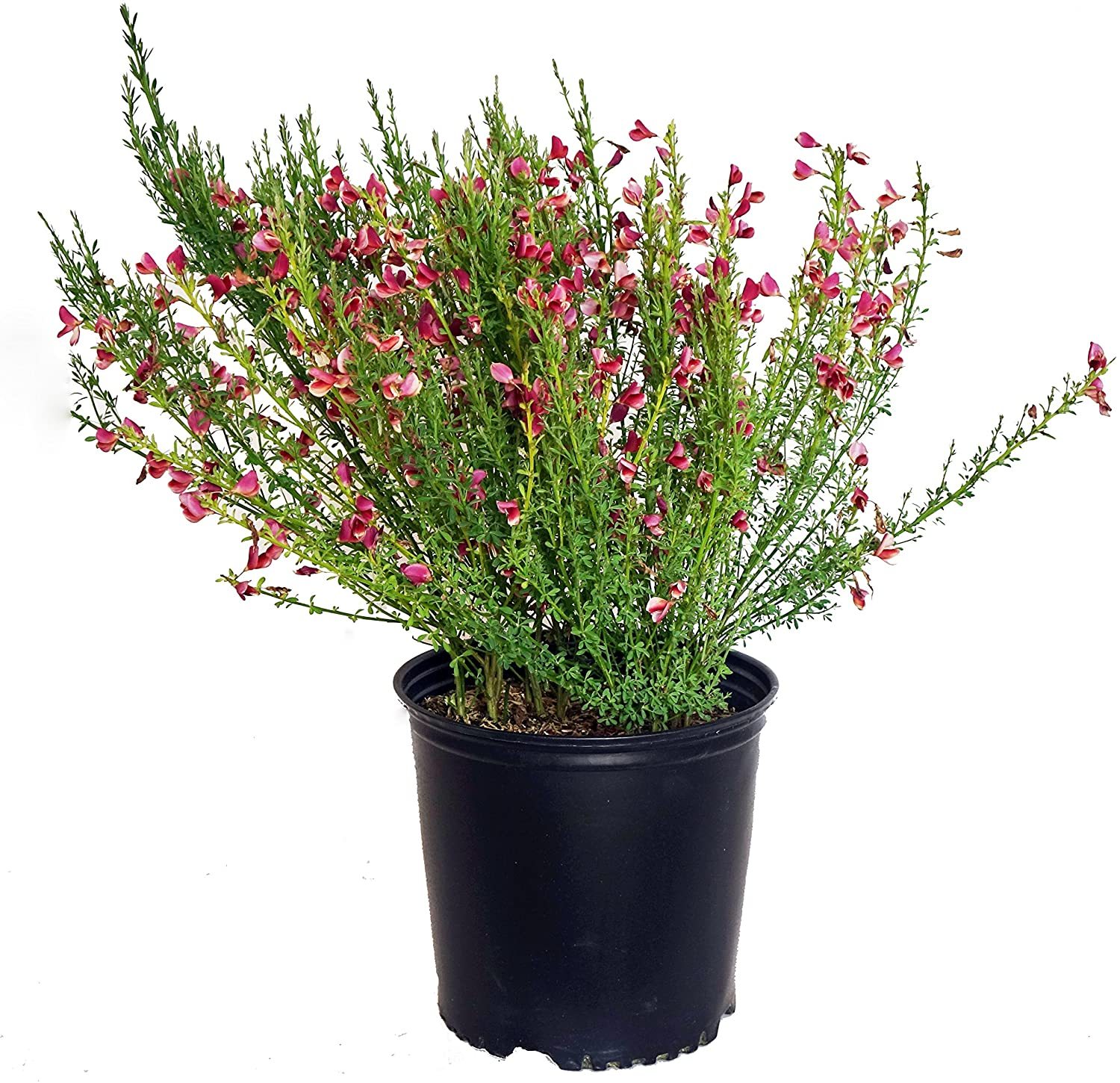 Cytisus sco. 'Burkwoodii' (Scotch Broom) Shrub - Fresh Cut Flower Bouquets
