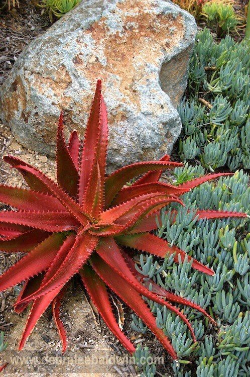 100 Seeds Red Aloe Vera - ALOE CAMERONII- Herbal Succulent Plant Seeds ...