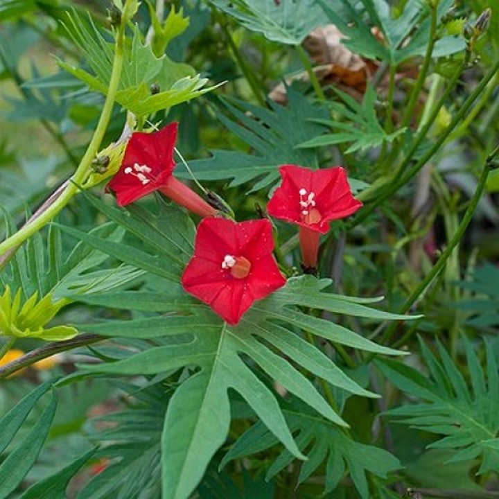 Cardinal Climber 25 Seeds - Cypress Vine - Seeds