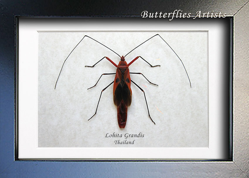 Lohita Grandis Scream Creepy Red Face Bug Real Beetle Entomology ...
