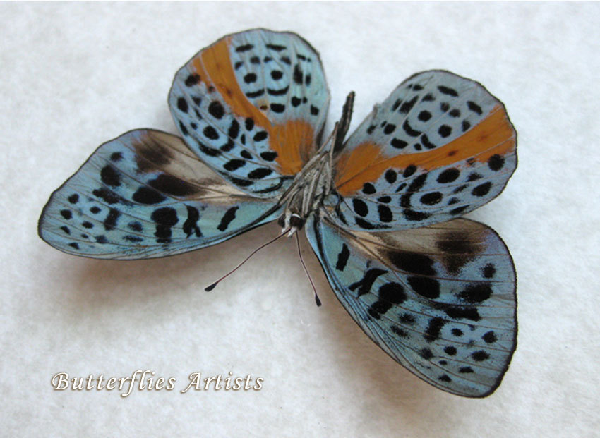 Amazing Eunica Chlorochroa Rare Real Butterfly Entomology Collectible ...