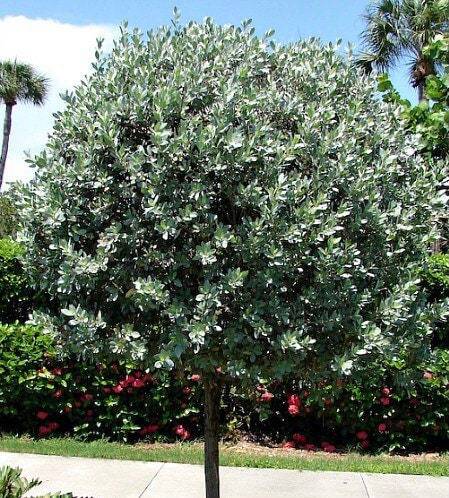 Silver Buttonwood Tree Seeds and 50 similar items