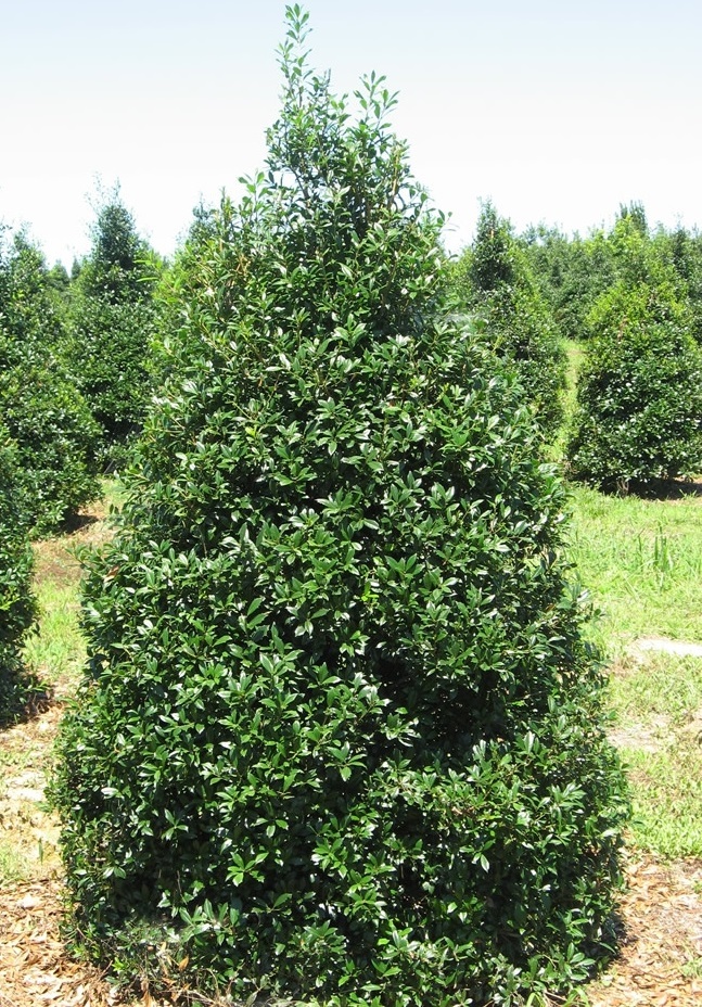 Live Starter Plant Foster Holly Small Evergreen Tree - Plants & Seedlings