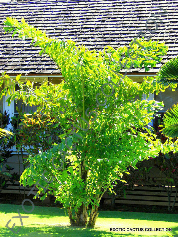 CARYOTA MITIS fishtail palm exotic rare palm tree palms ornamental seed ...