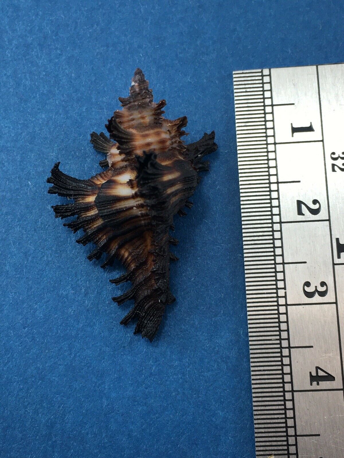 #13 32.2mm Chicoreus Brunneus Dived 20m Palawan Philippines Muricidae ...