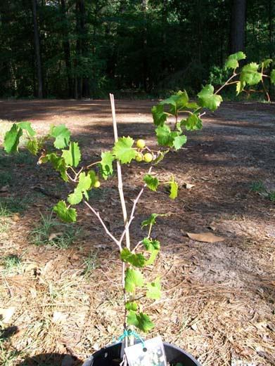 Bronze Summit Muscadine Grape 3 Gal. Vine Plants Vines Plant Grapes ...