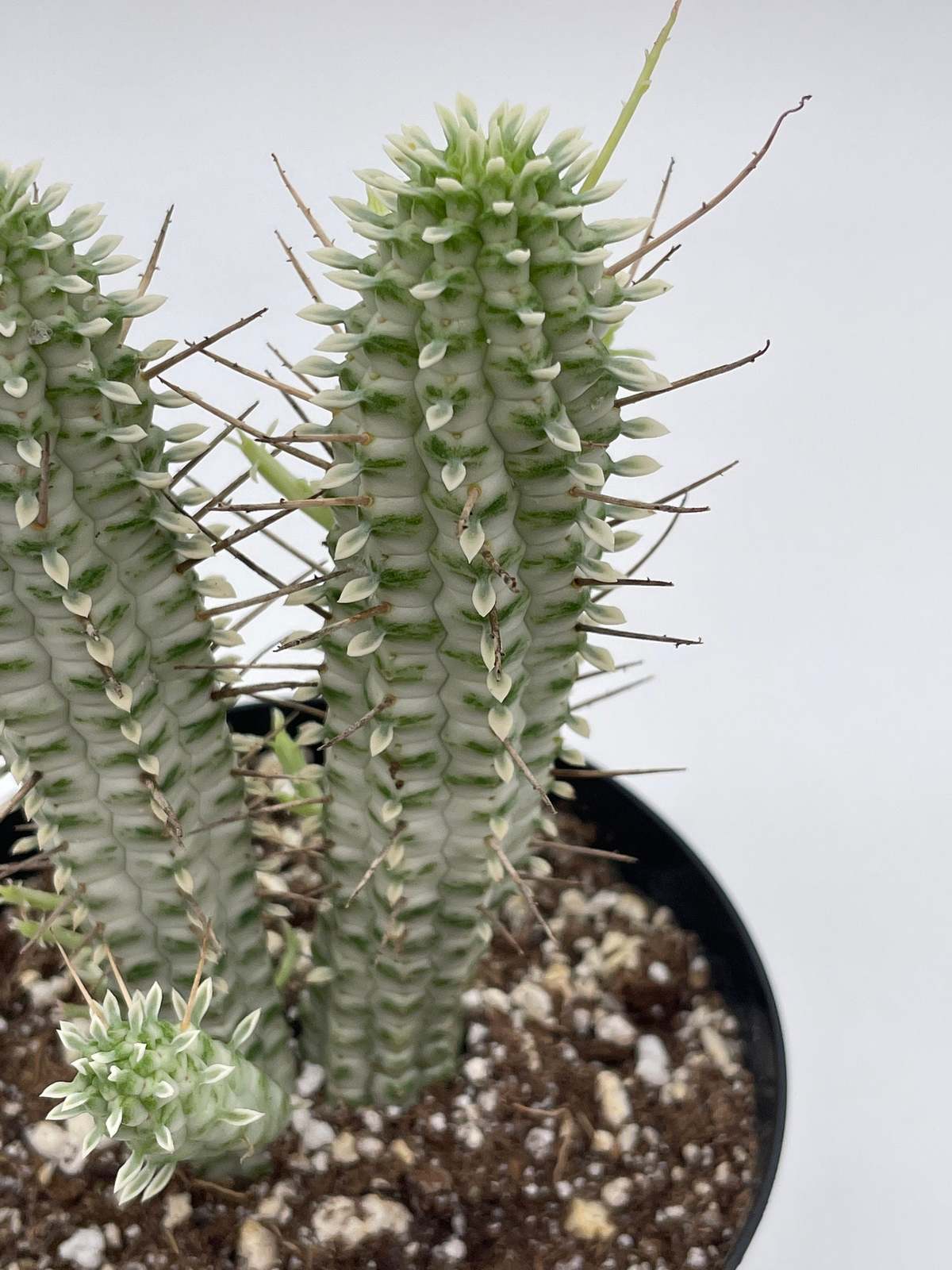 Euphorbia Mammillaris, 4 inch, Corncob and 50 similar items