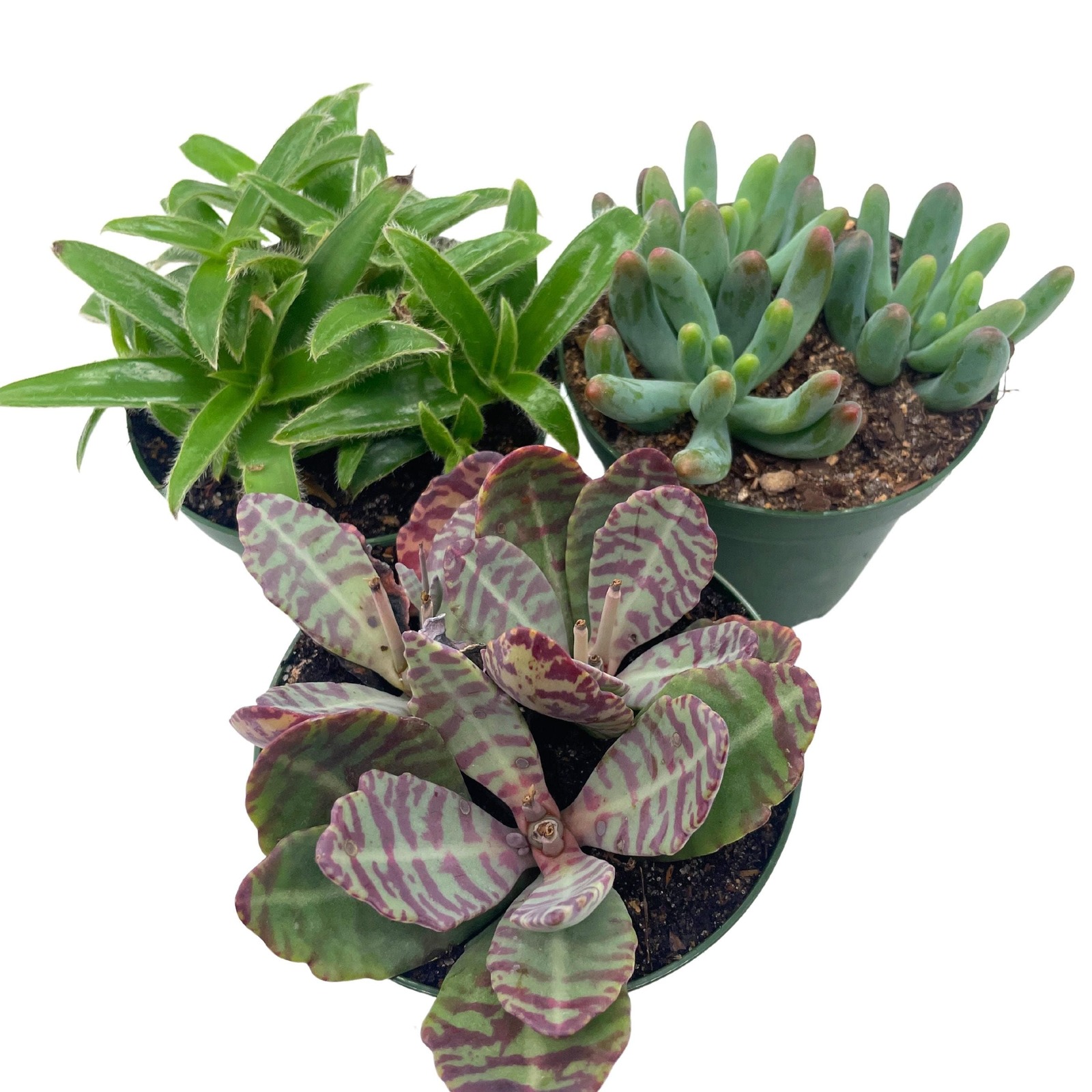Succulent Assortment Set, 4 inch pots, Set of 3, Variety, Jade Plant ...