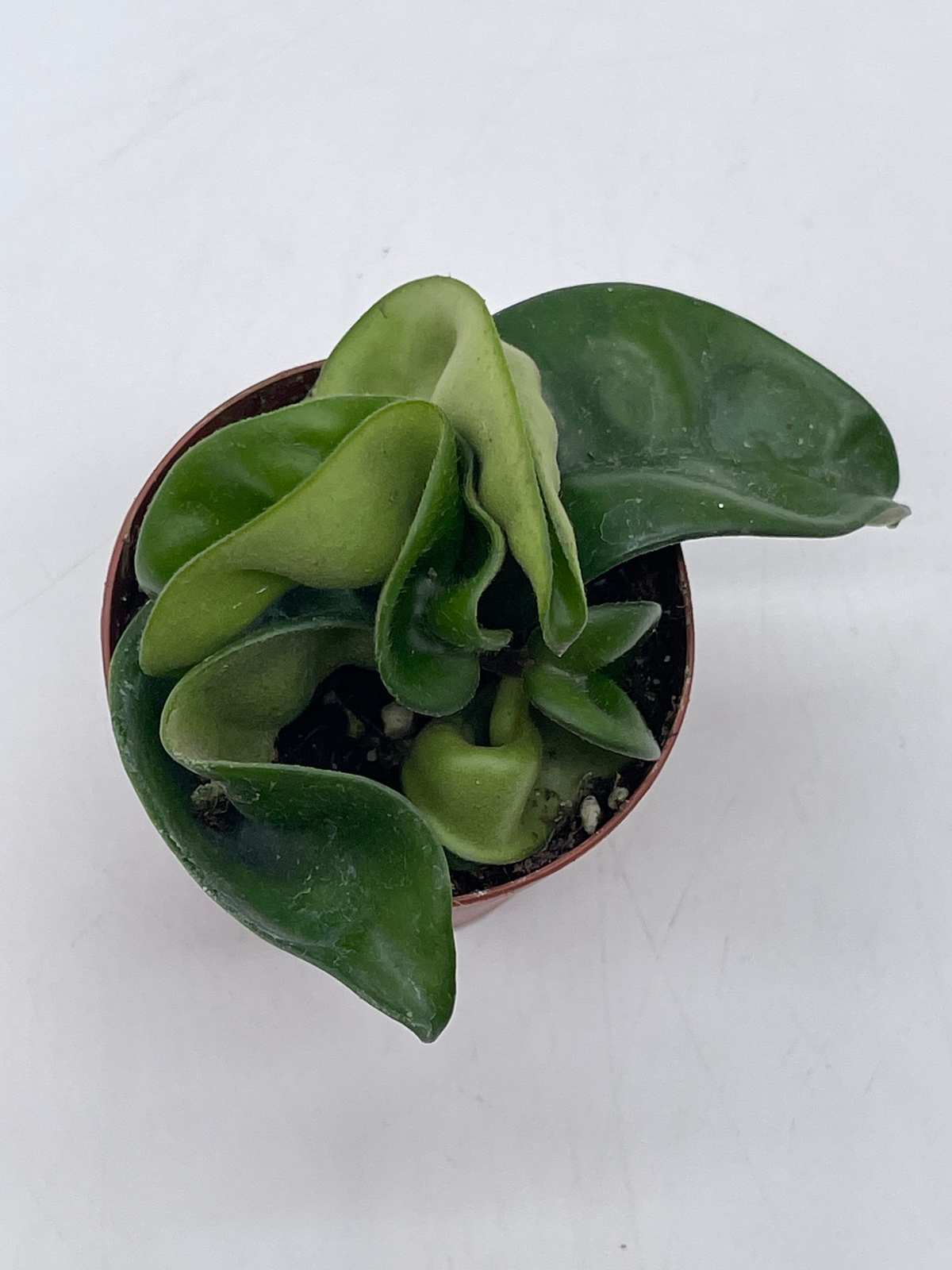 Hoya Hindu Rope, Carnosa Compacta, in a 2 inch pot, live Tiny Mini ...