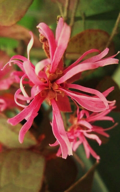 Loropetalum Chinense var. rubrum 'Daruma' exotic bonsai rare plant seed ...