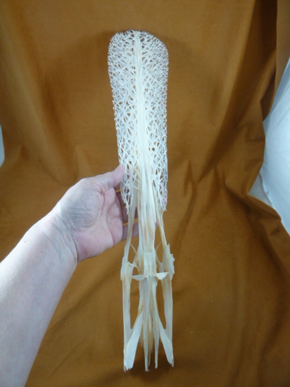 W3-F) 19" Paddlefish skeleton head bill Polyodon spathula spoonbill ...