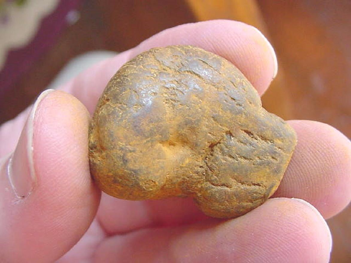 (PP454) 1" Genuine Fossil Turtle Poop and similar items
