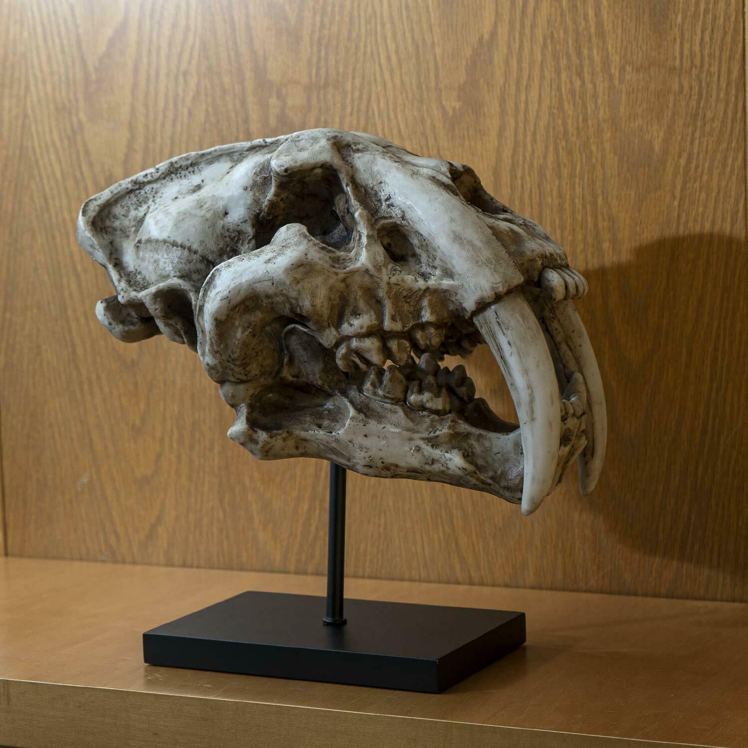 Sabertooth Skull for sale | Only 3 left at -60%