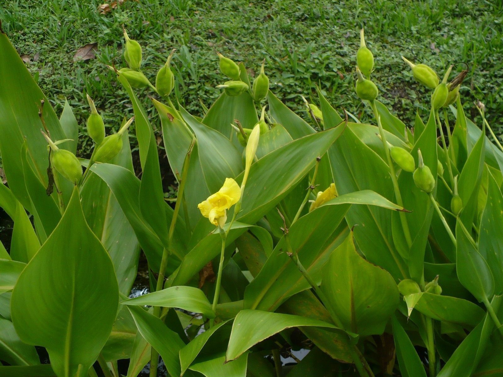 10 Seeds Golden Canna Wild Canna Canna flaccida - Seeds & Bulbs