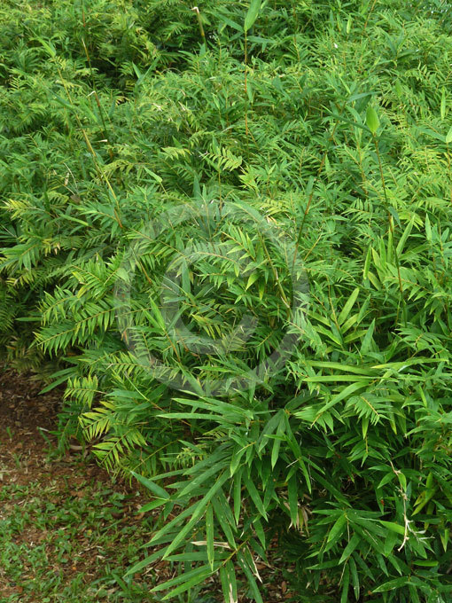 Bambusa “Fernleaf” Bamboo - 1 Gallon Size – Clumping Variety ...