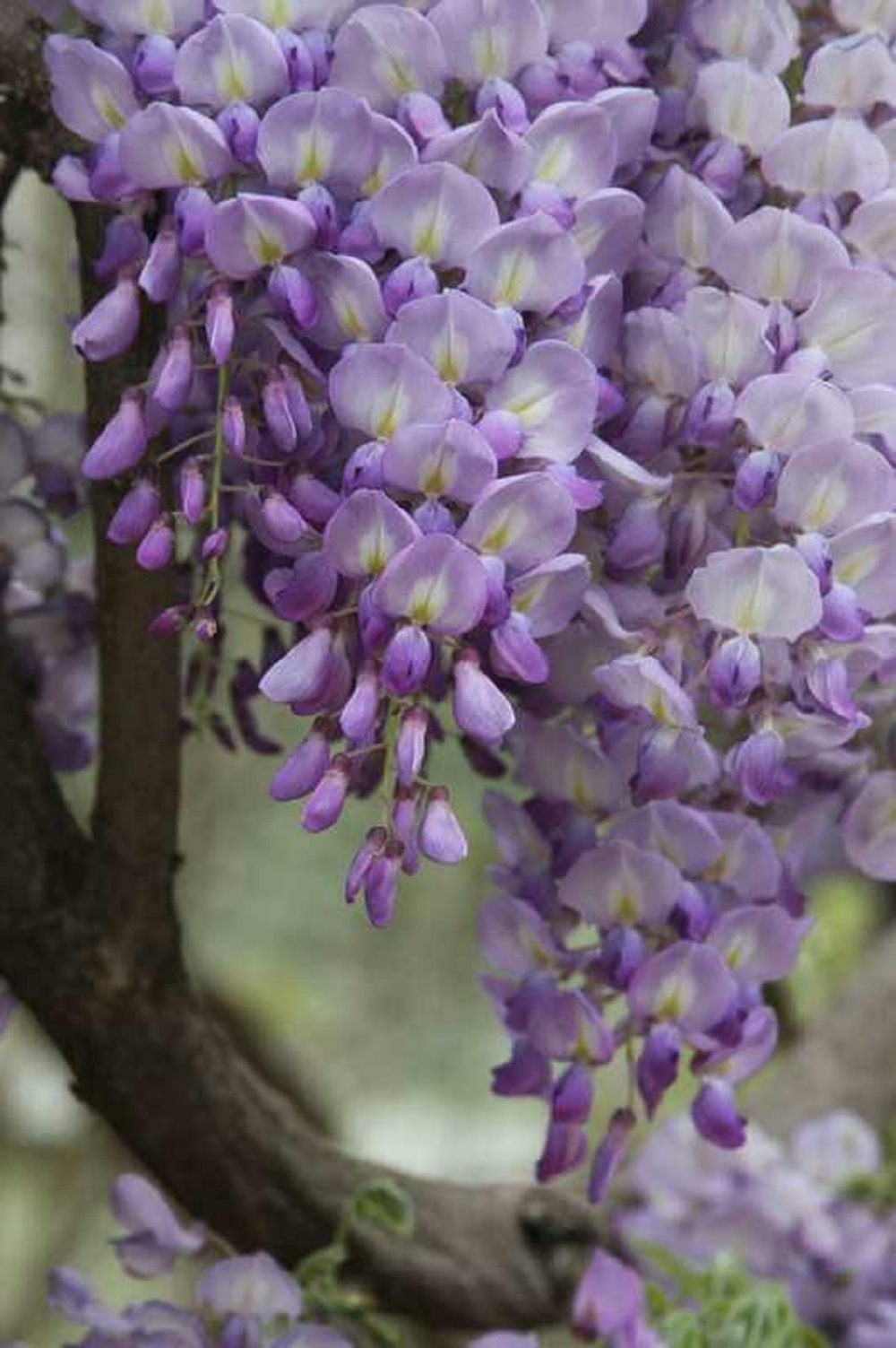 1 Grafted Plant Root Prolific Wisteria Sinensis Flower Tree Plant ...