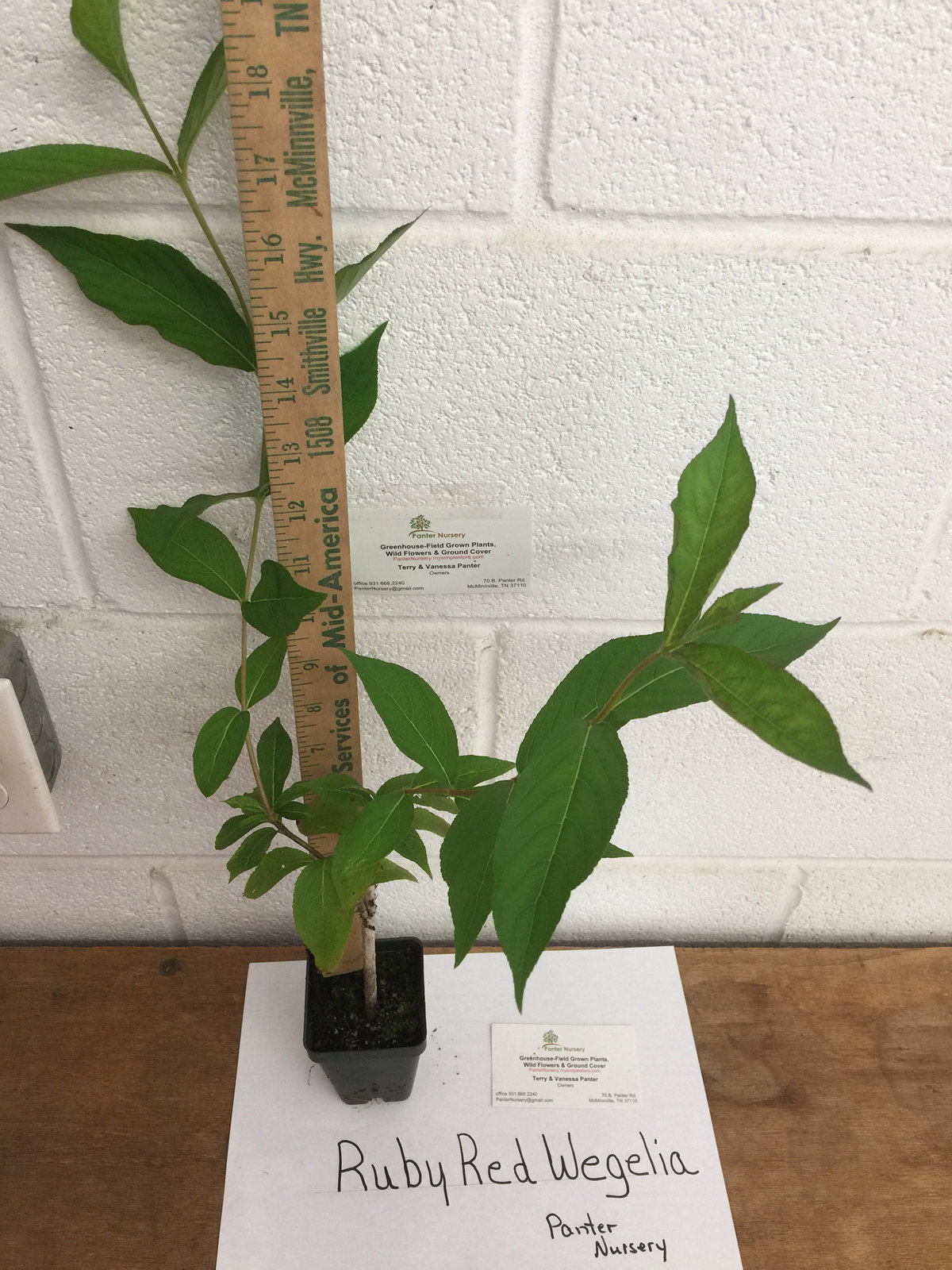 Ruby Red Weigela (Weigela rubrun)- Plants & Seedlings