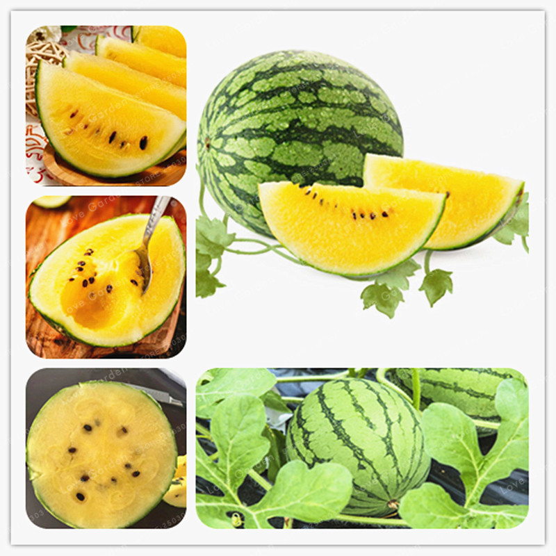 Rare Yellow Flesh Watermelon Seeds Watermelon Seeds Fruit Vegetable ...