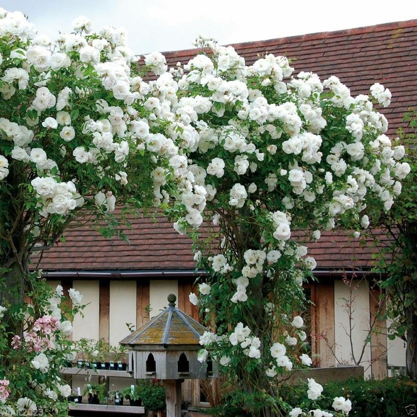 100PCS White Climbing Rose Seeds Rosa Multiflora Perennial Fragrant ...