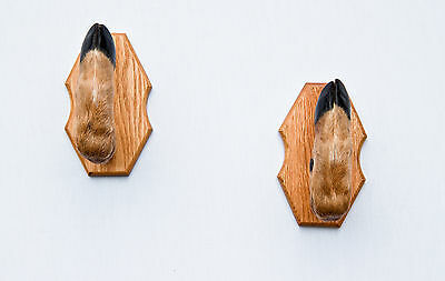 Whitetail Taxidermy Deer Hoof Gun Rack on Oak Plaques Gunrack - Racks