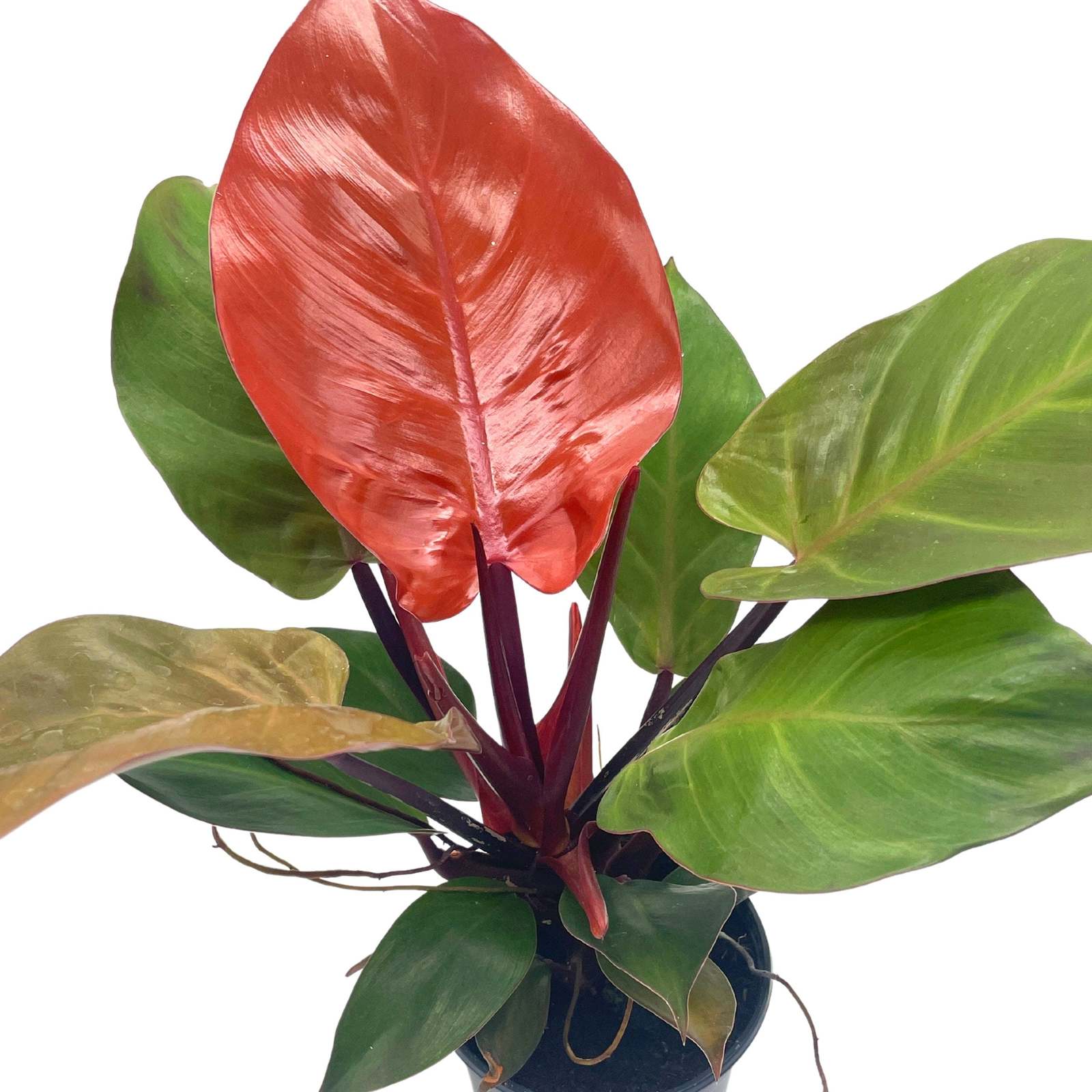 Philodendron McColley's Finale, 4 inch Bright Red Philo - Plants ...