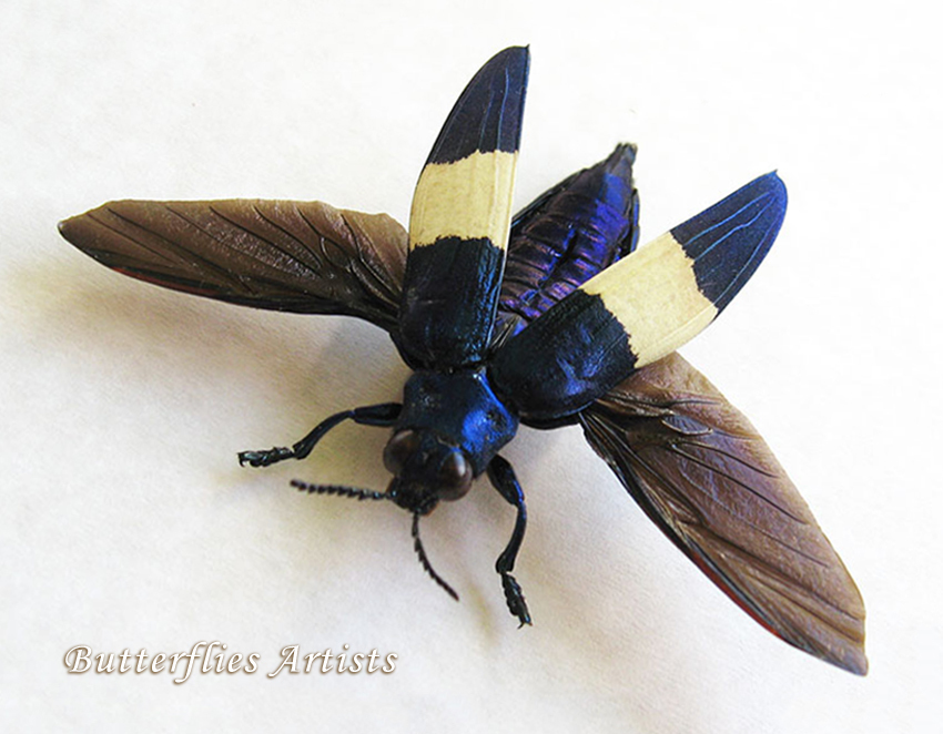 Real Metallic Blue Flying Beetle Chrysochroa Castelnaudi Entomology ...
